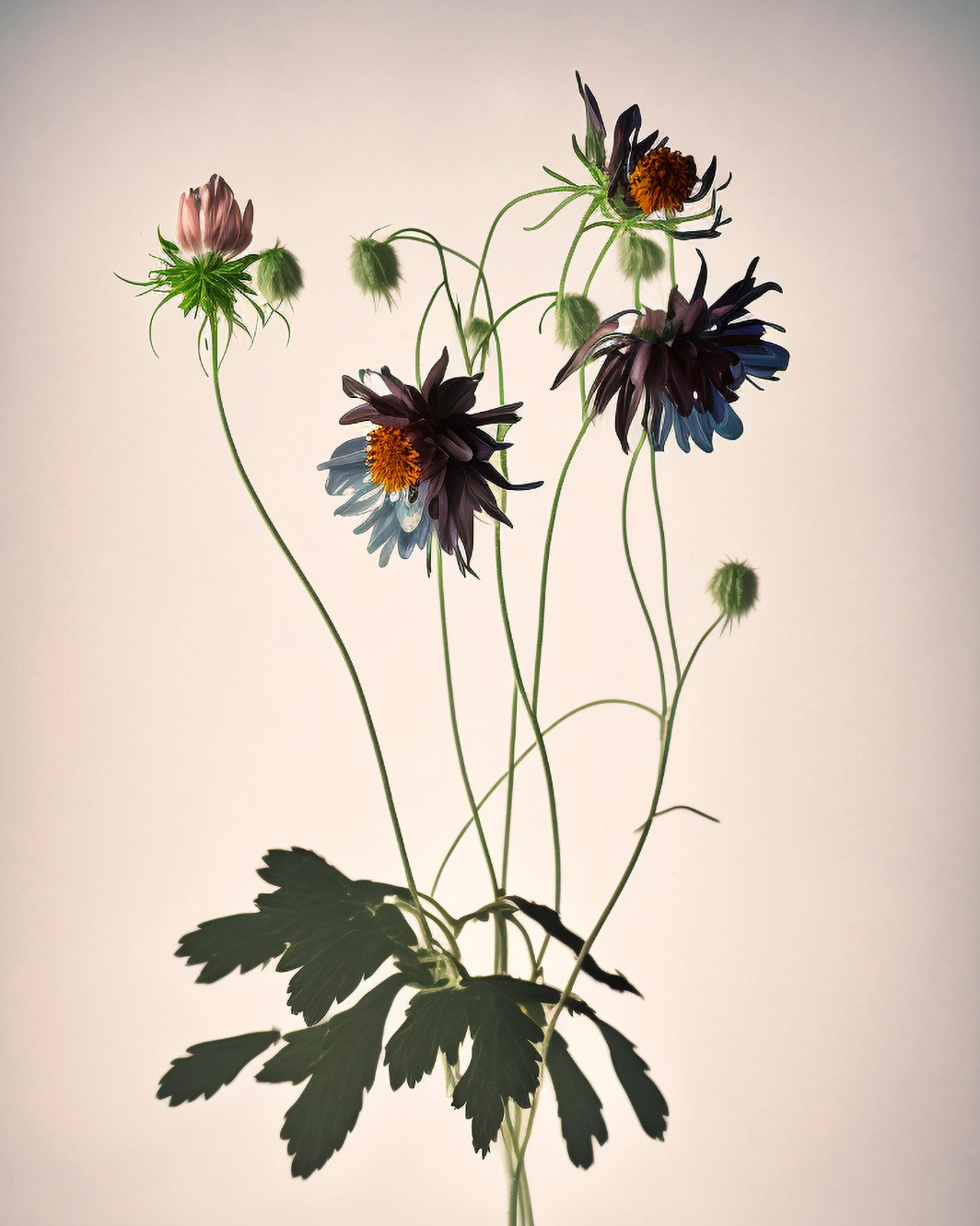 Stephen Lewis | Art + Commerce