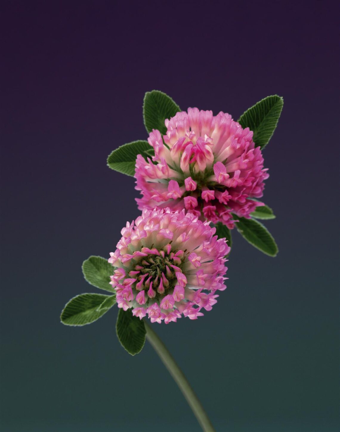 Flora Olbiensis | Art + Commerce